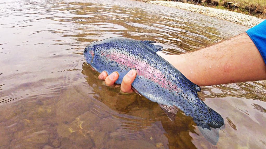 How to Fish For and Catch Lake Trout in Texas | Texas Fishing Guides